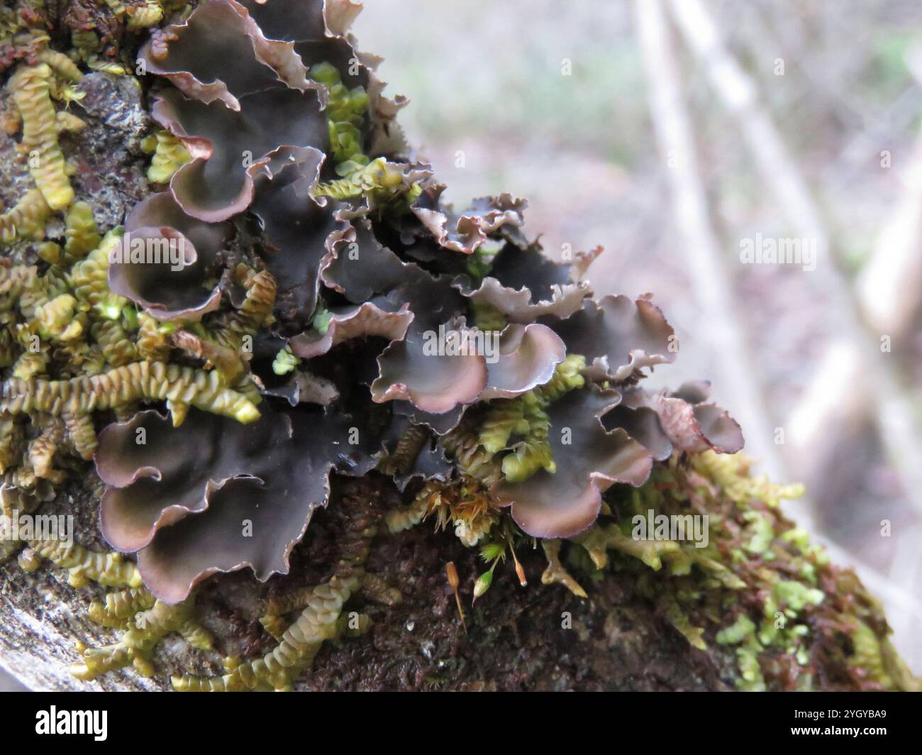 tree pelt lichen (Peltigera collina Stock Photo - Alamy
