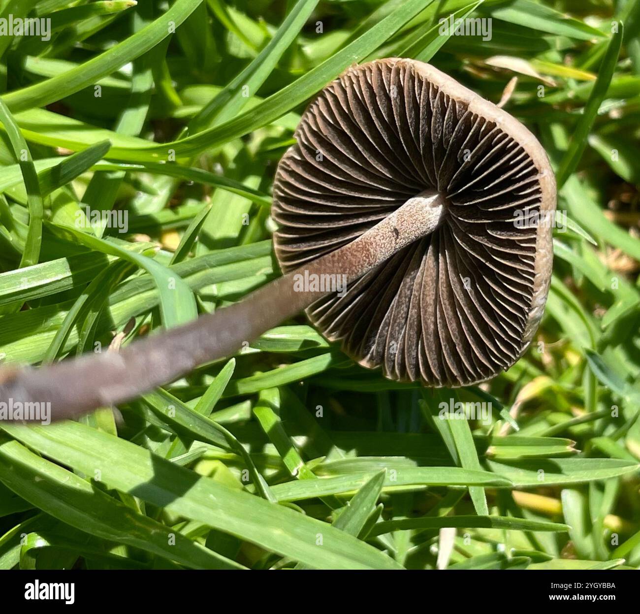 Banded Mottlegill (Panaeolus cinctulus Stock Photo - Alamy