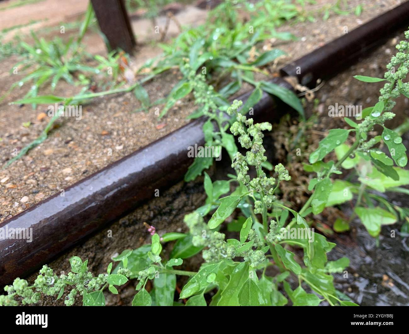 Common Lambsquarters (Chenopodium album Stock Photo - Alamy