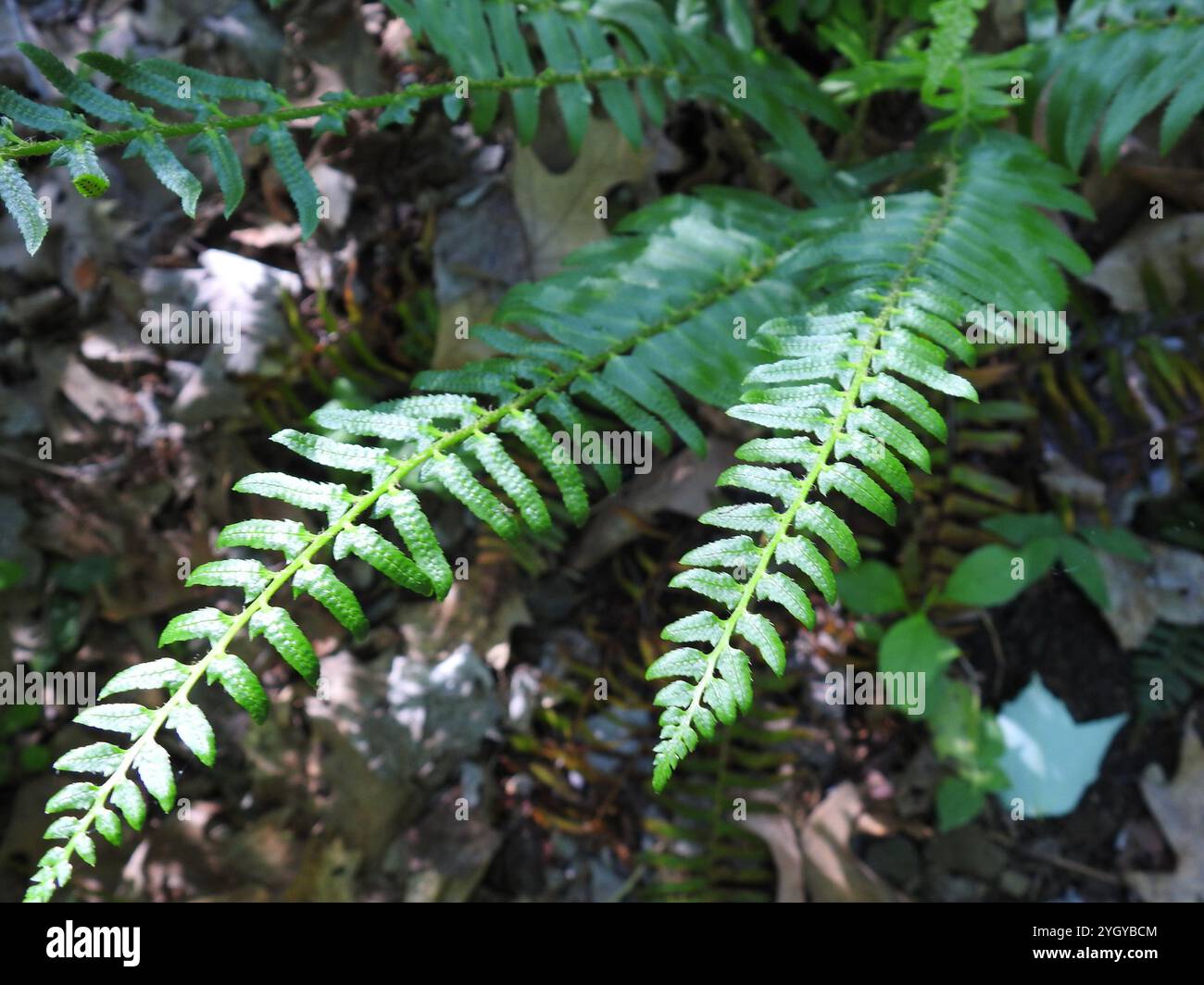 Christmas fern (Polystichum acrostichoides Stock Photo - Alamy
