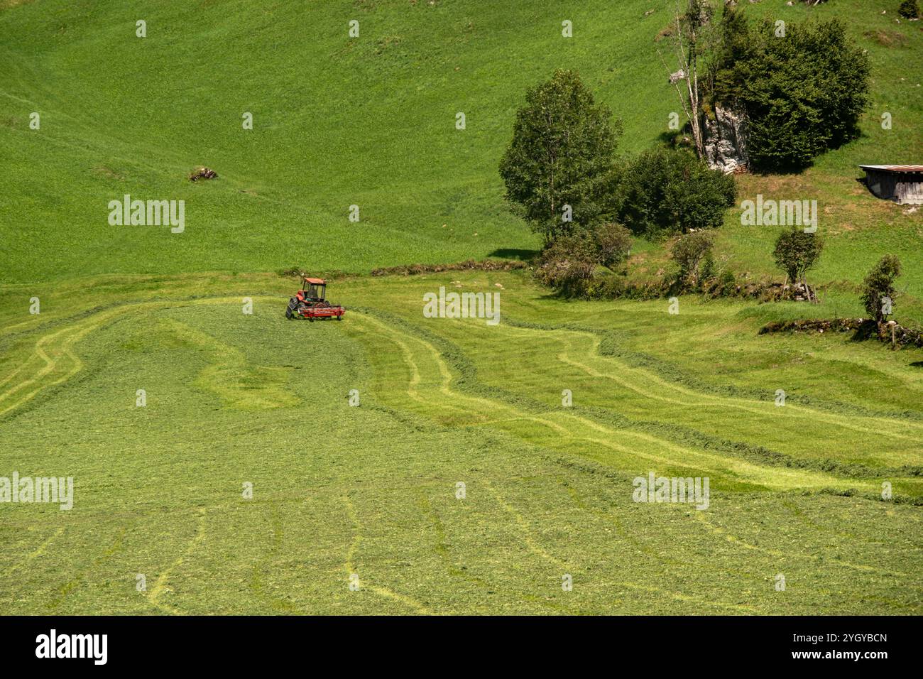 Mowing lawn. Grass clippers. Lawn mower. Cut grass at field. Before and ...