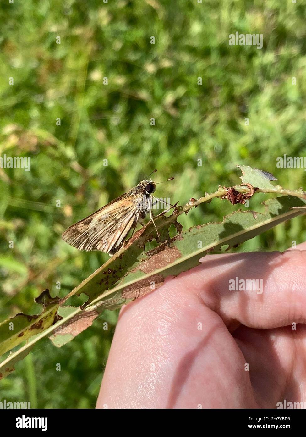 Fiery Skipper (Hylephila phyleus Stock Photo - Alamy