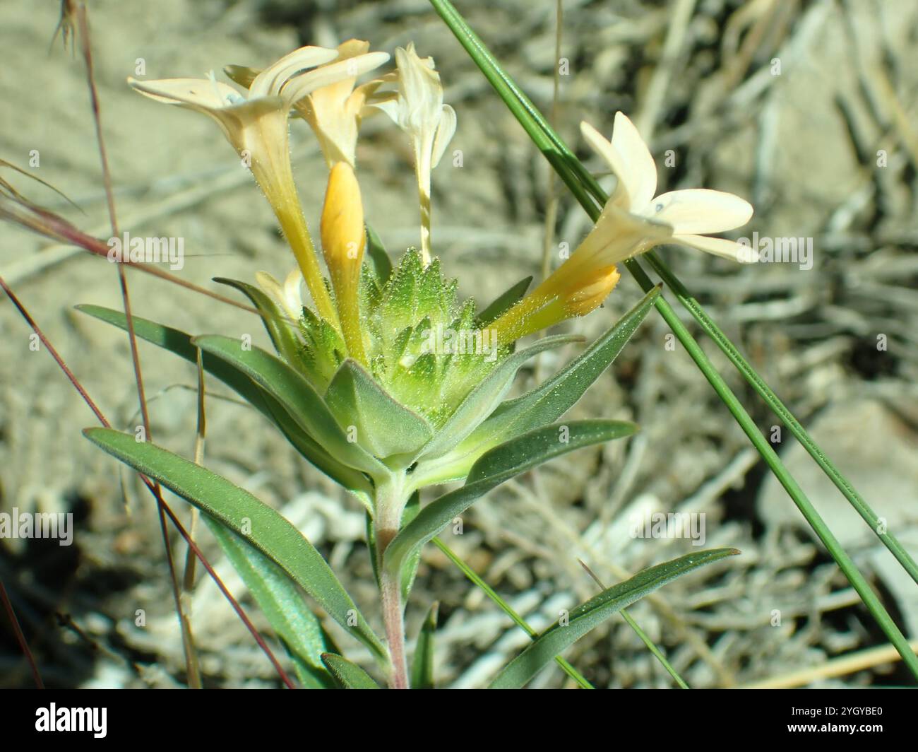 grand collomia (Collomia grandiflora Stock Photo - Alamy