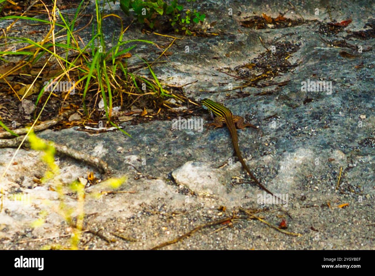 Common Spotted Whiptail (Aspidoscelis gularis Stock Photo - Alamy