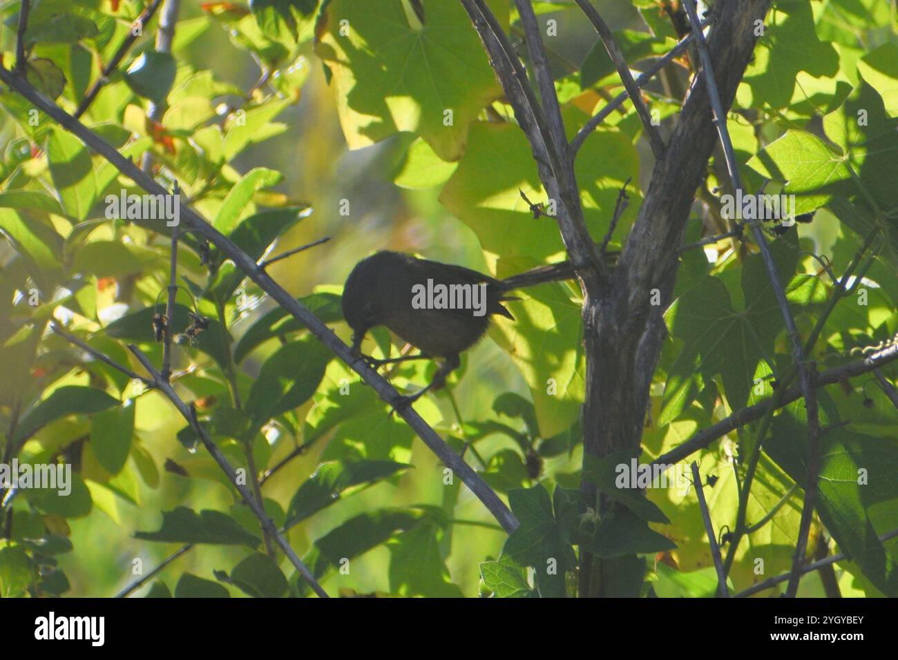 Wrentit hi-res stock photography and images - Alamy