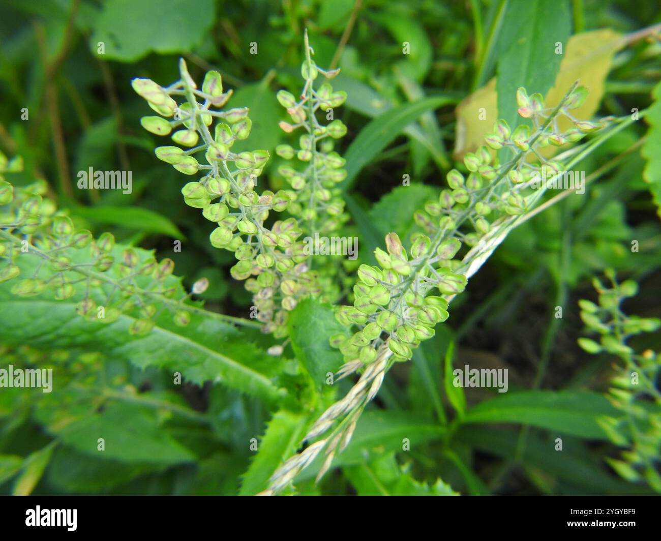 field peppergrass (Lepidium campestre Stock Photo - Alamy