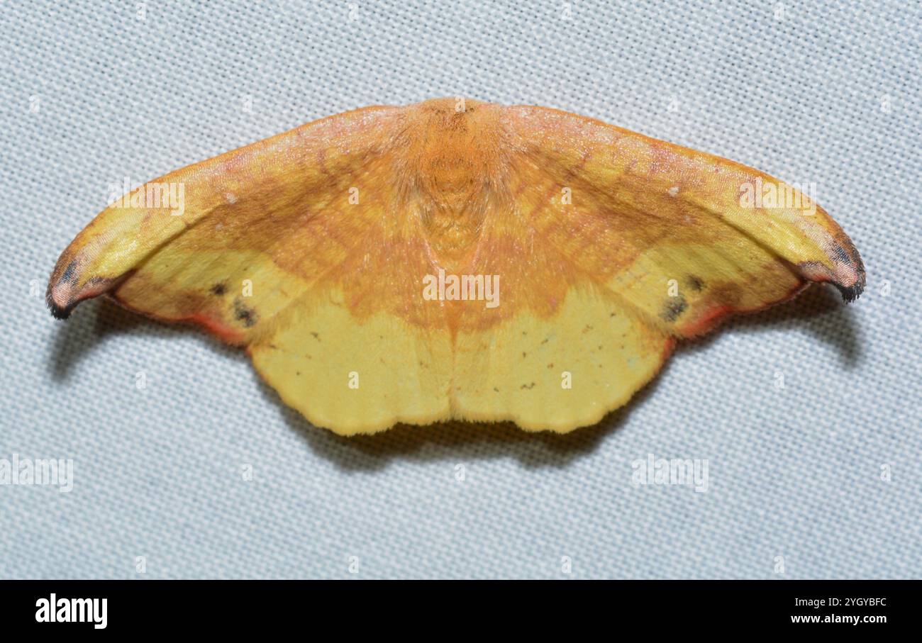 Rose Hooktip (Oreta rosea Stock Photo - Alamy