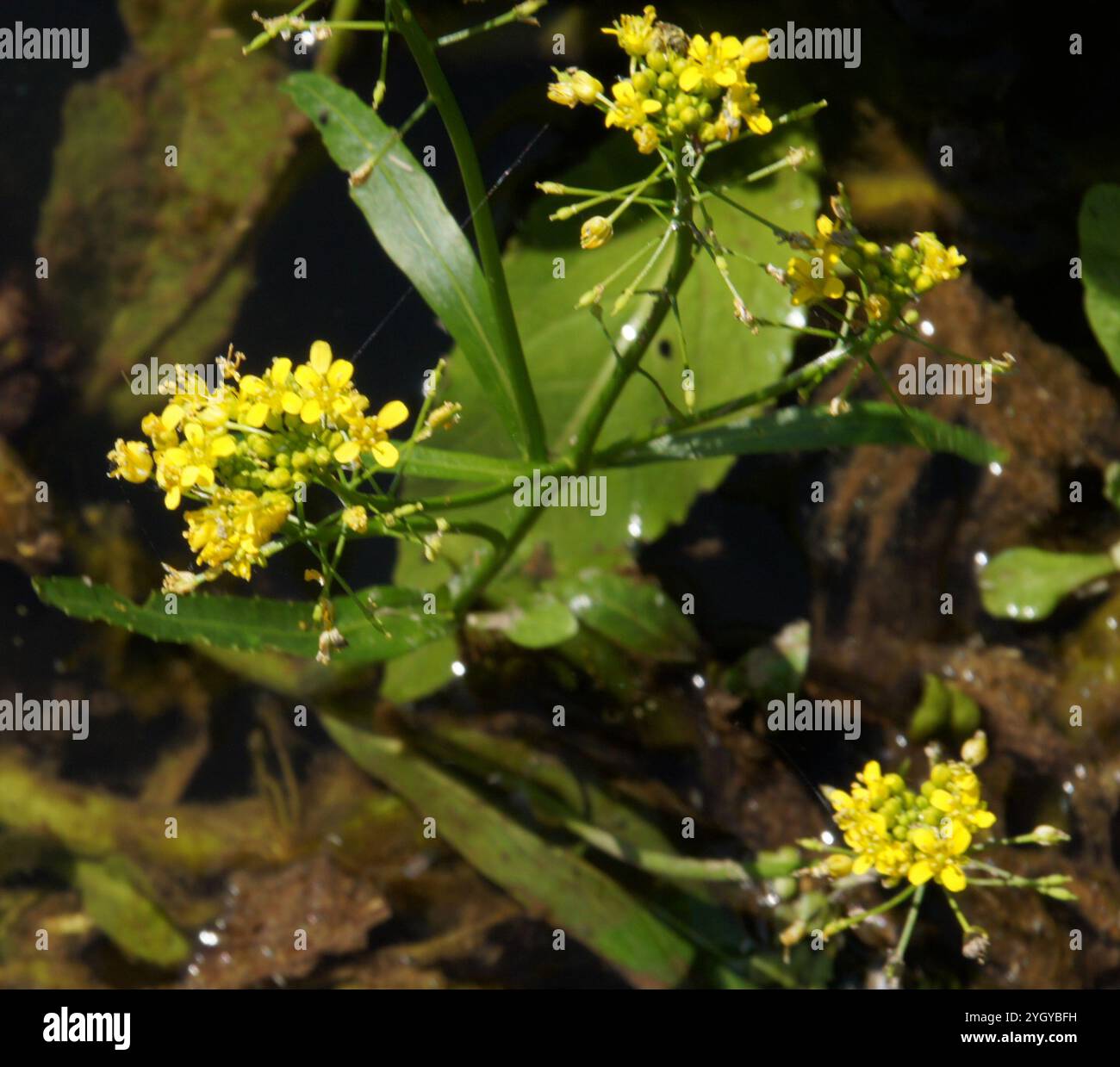 Amphibious Yellowcress (Rorippa amphibia Stock Photo - Alamy