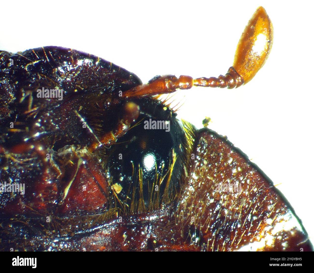 Forest-ogre June Beetle (Phyllophaga anxia Stock Photo - Alamy