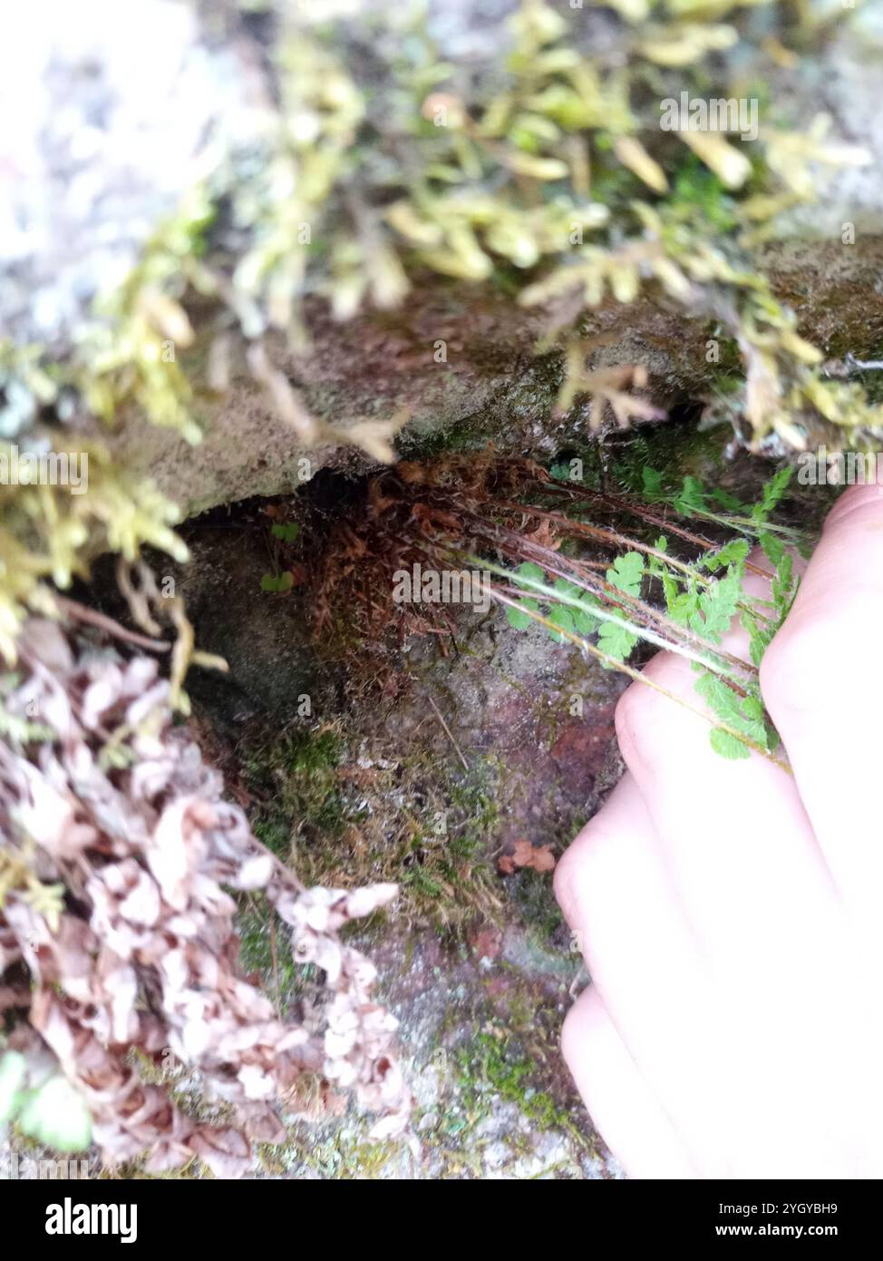 Ilvensis hi-res stock photography and images - Alamy