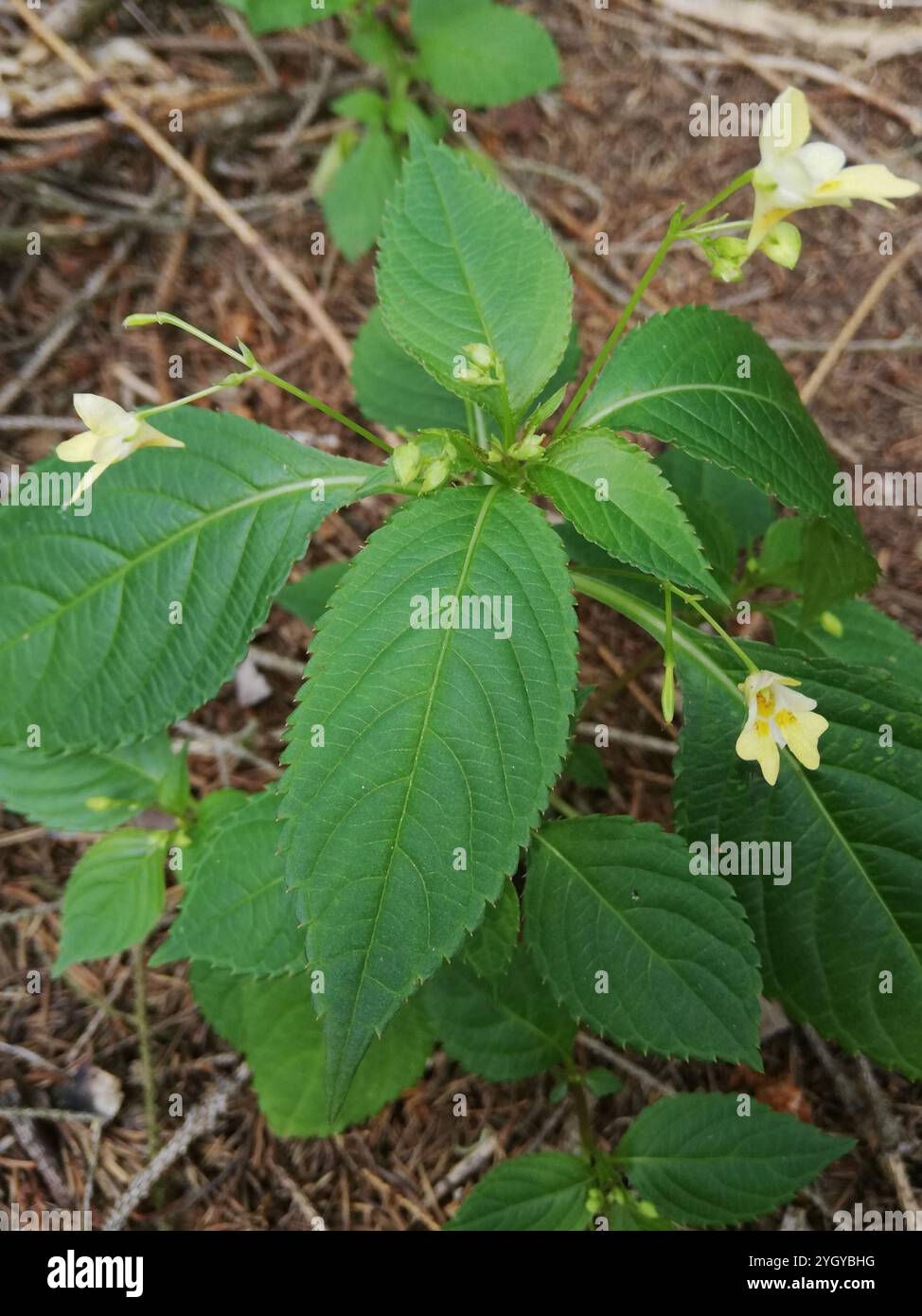 small balsam (Impatiens parviflora Stock Photo - Alamy