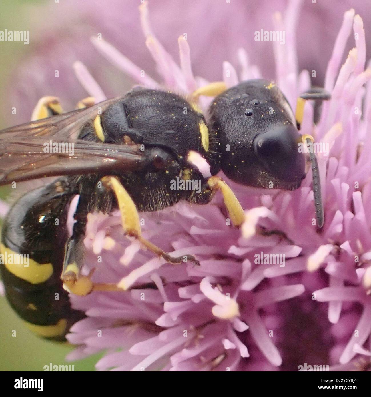 Common Ectemnius (Ectemnius continuus Stock Photo - Alamy