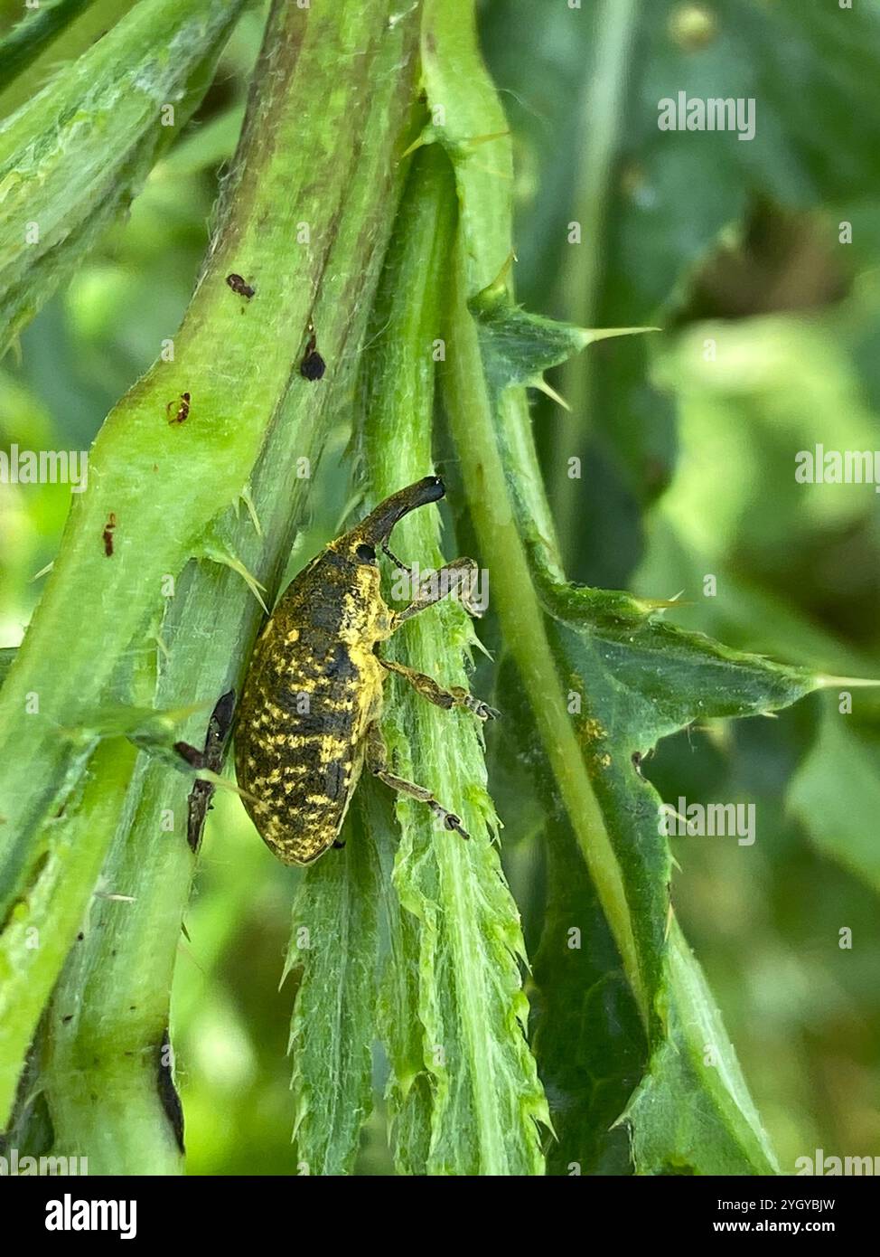 Larinus sturnus hi-res stock photography and images - Alamy
