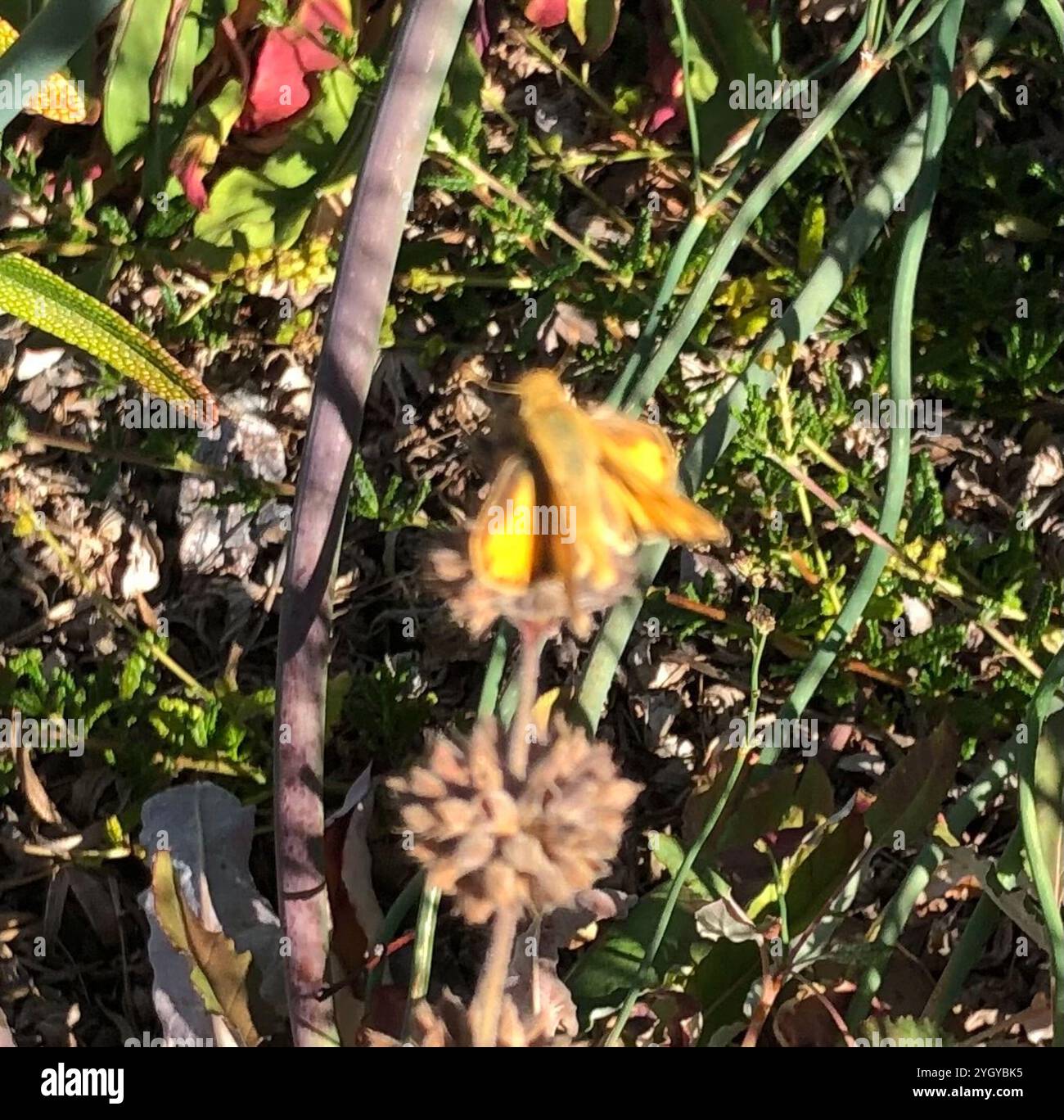 Northern Fiery Skipper (Hylephila phyleus phyleus Stock Photo - Alamy
