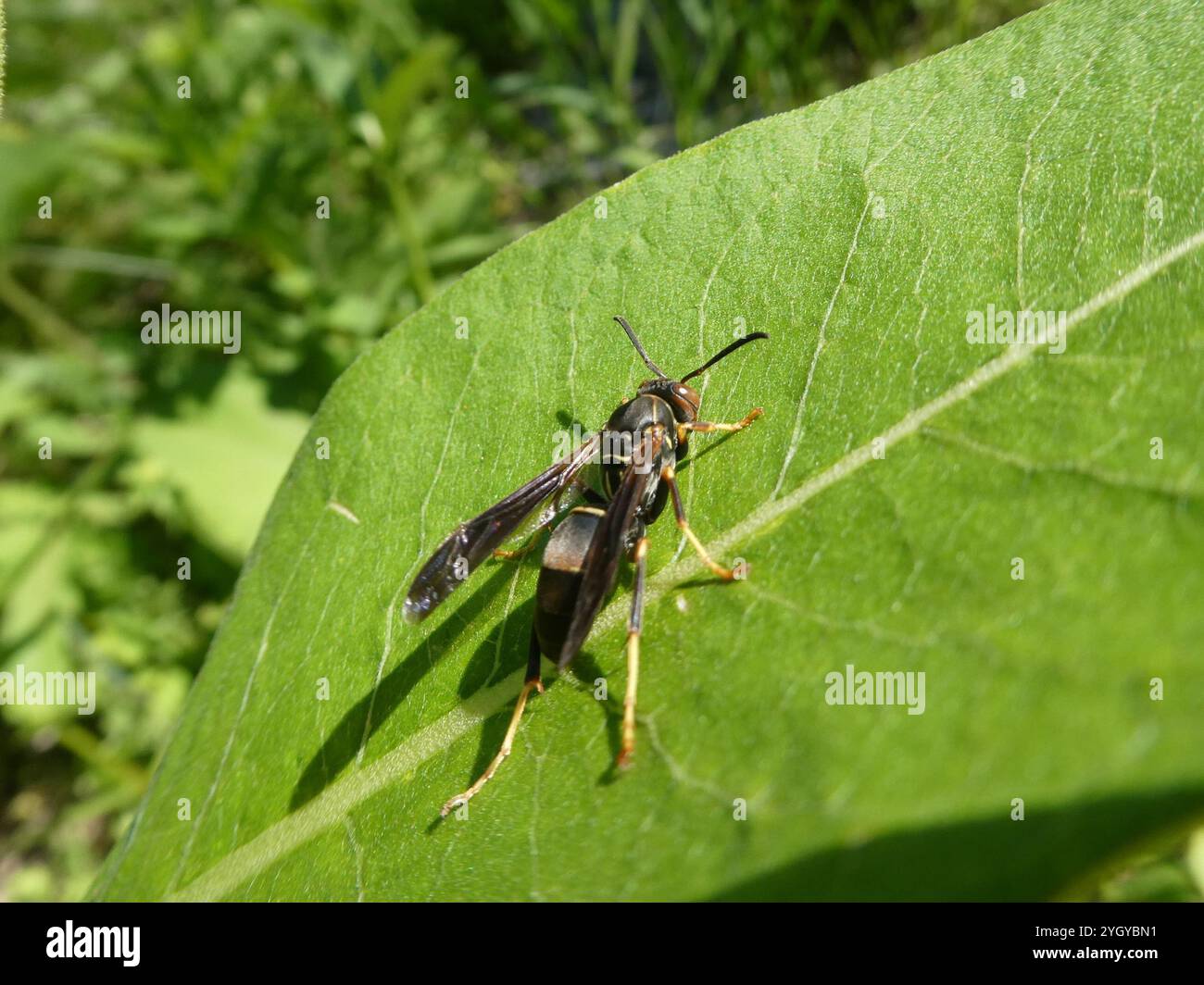 Northern Paper Wasp (Polistes fuscatus Stock Photo - Alamy