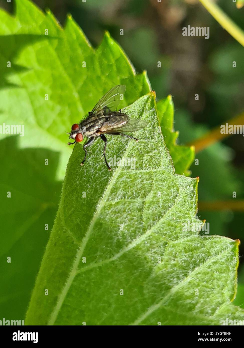 Common Flesh Flies (Sarcophaga Stock Photo - Alamy