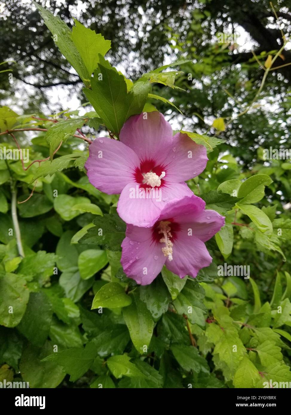 common hibiscus (Hibiscus syriacus Stock Photo - Alamy