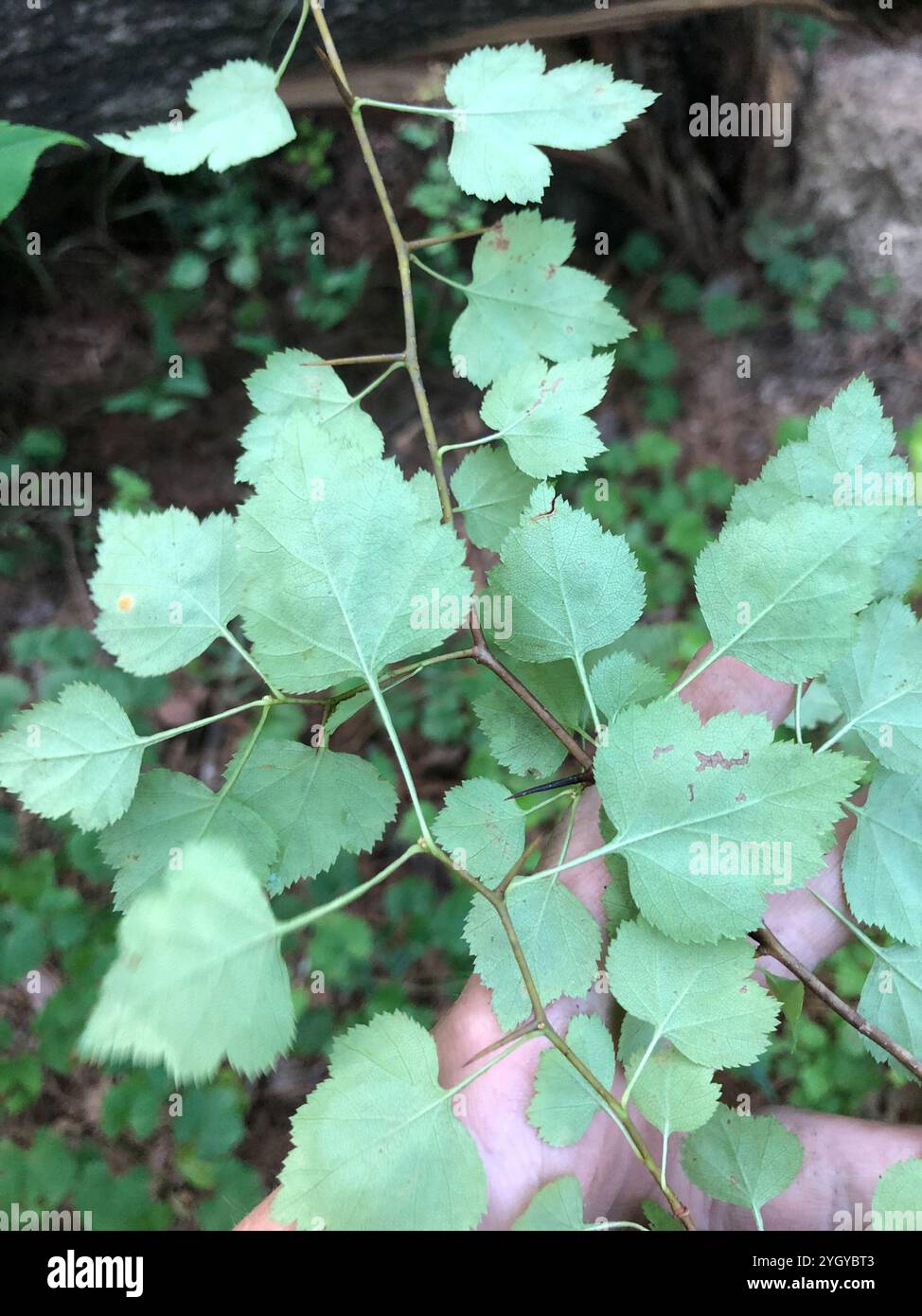 Stolon-bearing Hawthorn (Crataegus iracunda Stock Photo - Alamy