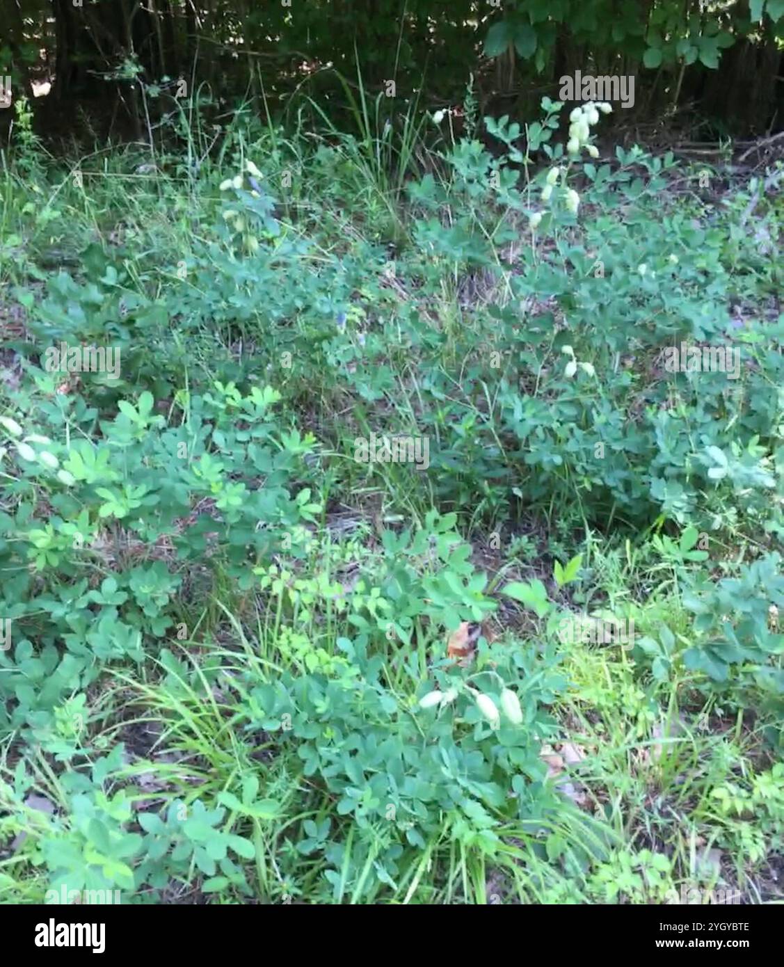 white wild indigo (Baptisia alba Stock Photo - Alamy