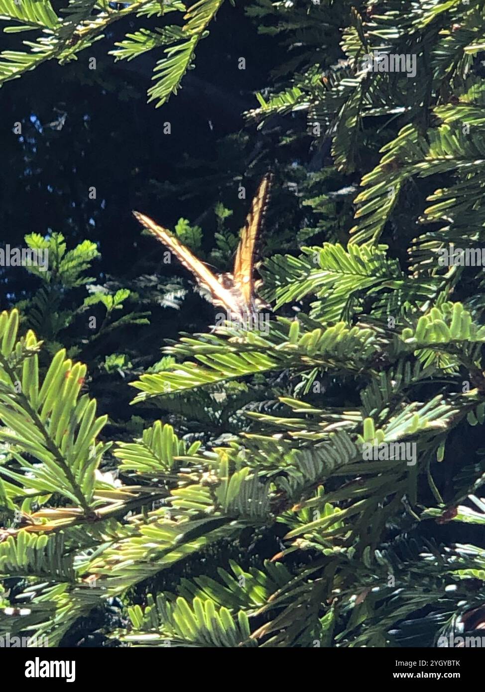 Western Tiger Swallowtail (Papilio rutulus Stock Photo - Alamy