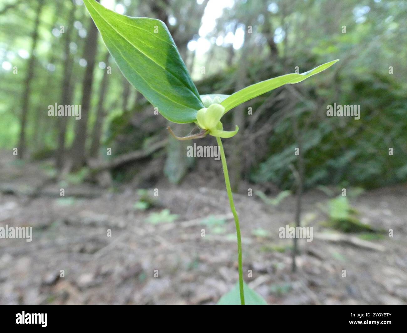 Cucumber Root (Medeola virginiana Stock Photo - Alamy