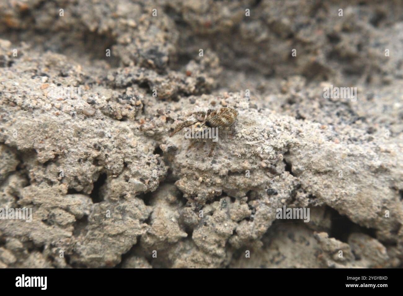 Zebra Jumping Spider (Salticus scenicus Stock Photo - Alamy