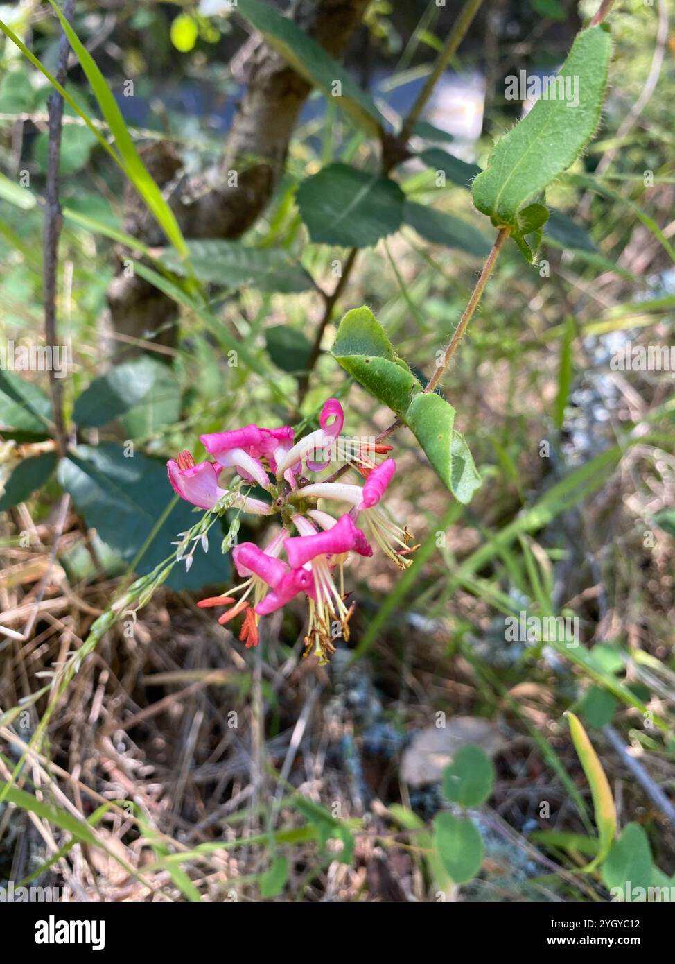 Pink Honeysuckle (Lonicera hispidula Stock Photo - Alamy