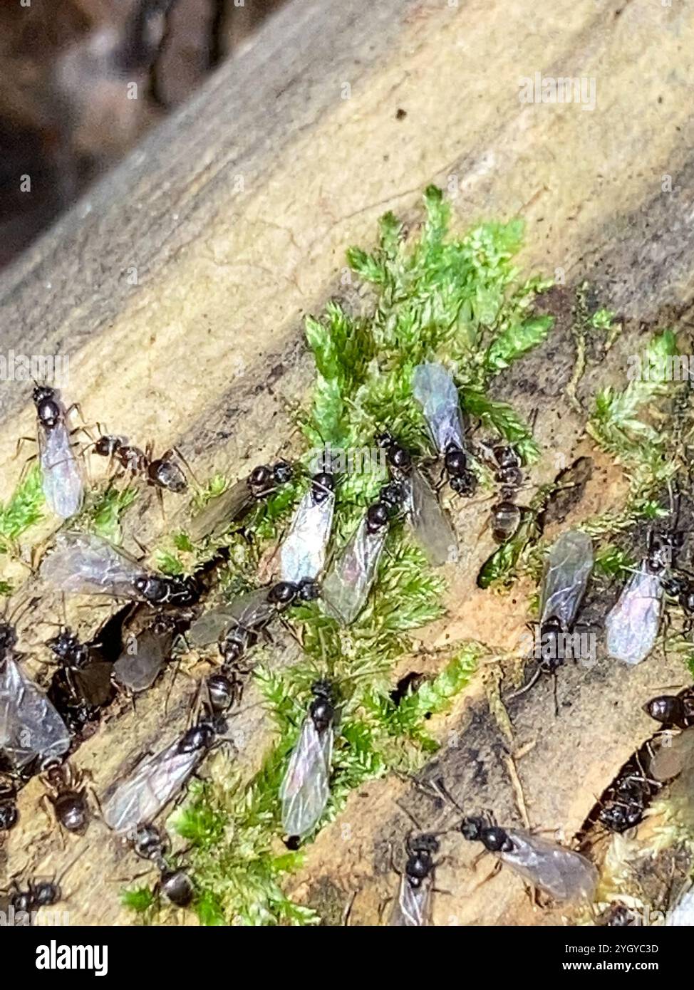 Citronella Ants, Fuzzy Ants, and Allies (Lasius Stock Photo - Alamy