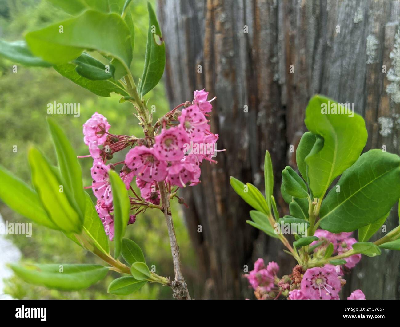 sheep laurel (Kalmia angustifolia Stock Photo - Alamy