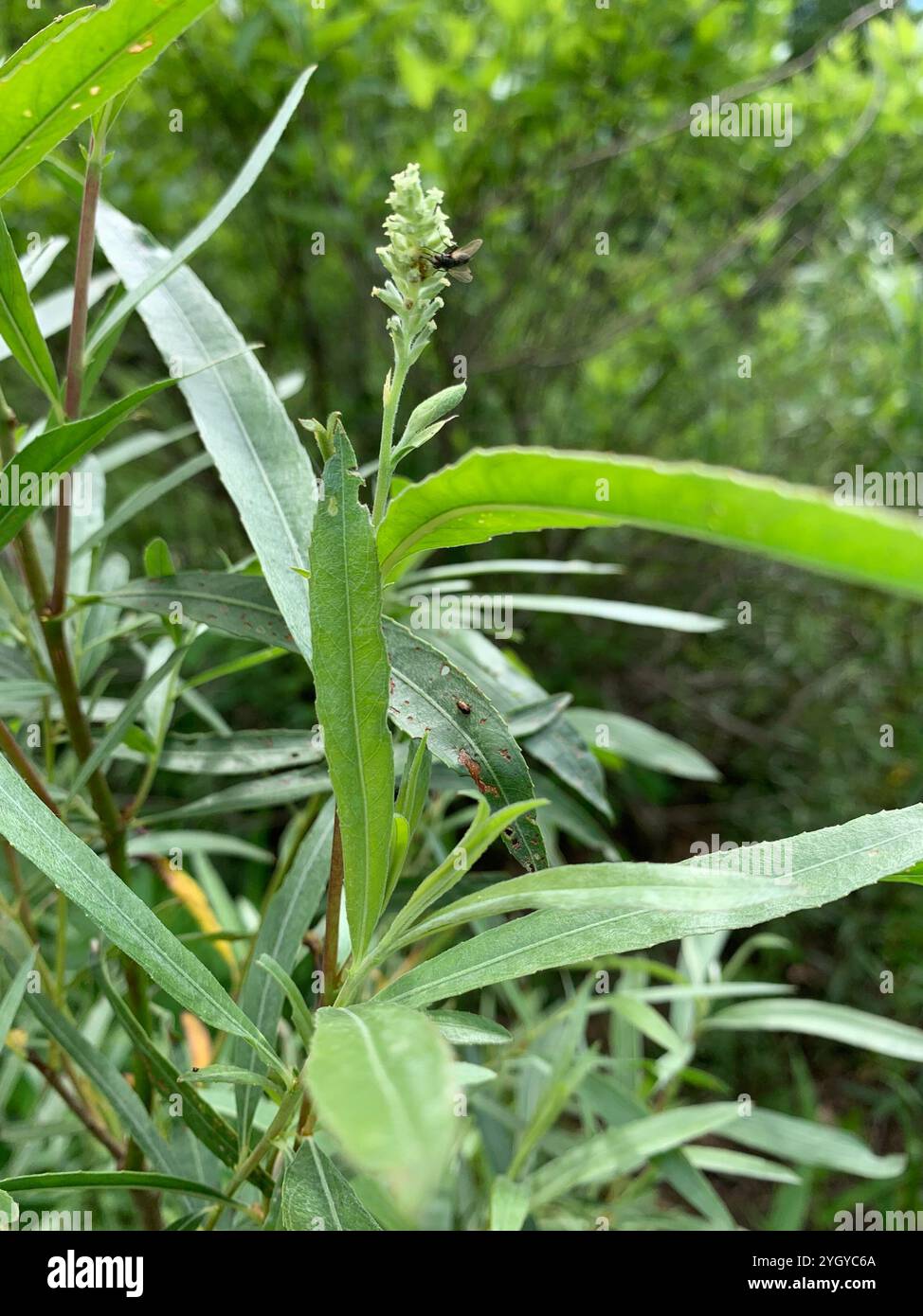 interior sandbar willow (Salix interior Stock Photo - Alamy