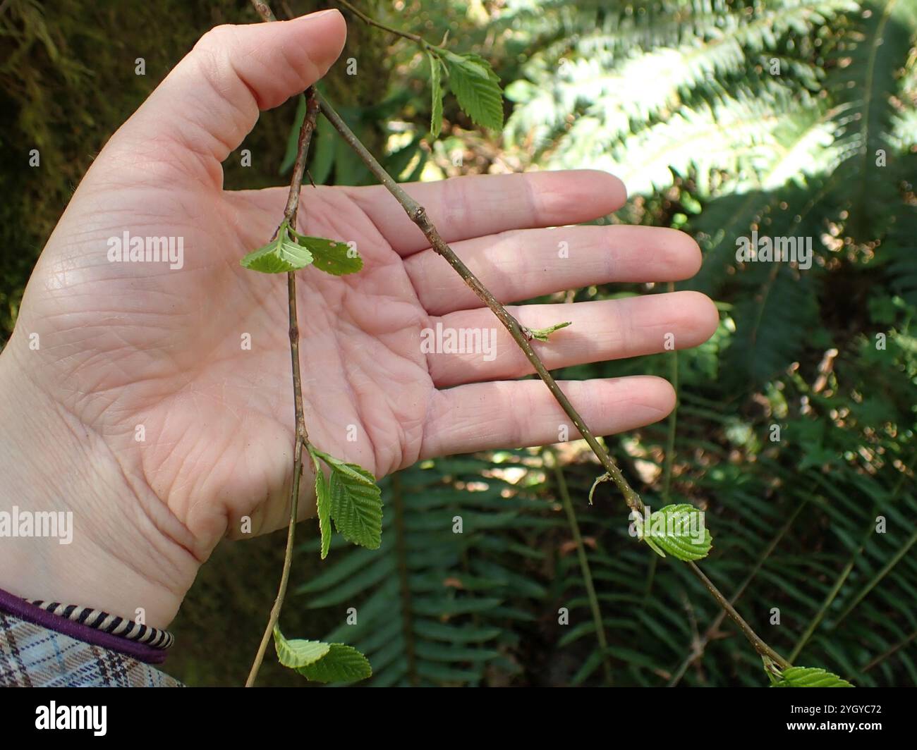 Red Alder (Alnus rubra Stock Photo - Alamy