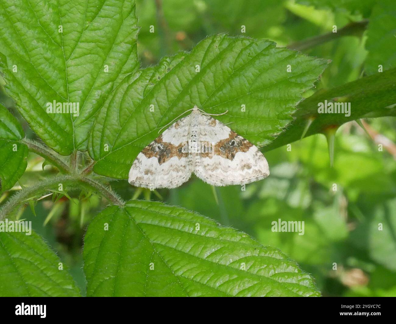 Xanthorhoe montanata hi-res stock photography and images - Alamy
