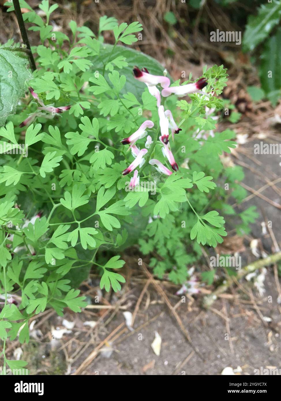 Common ramping fumitory hi-res stock photography and images - Alamy