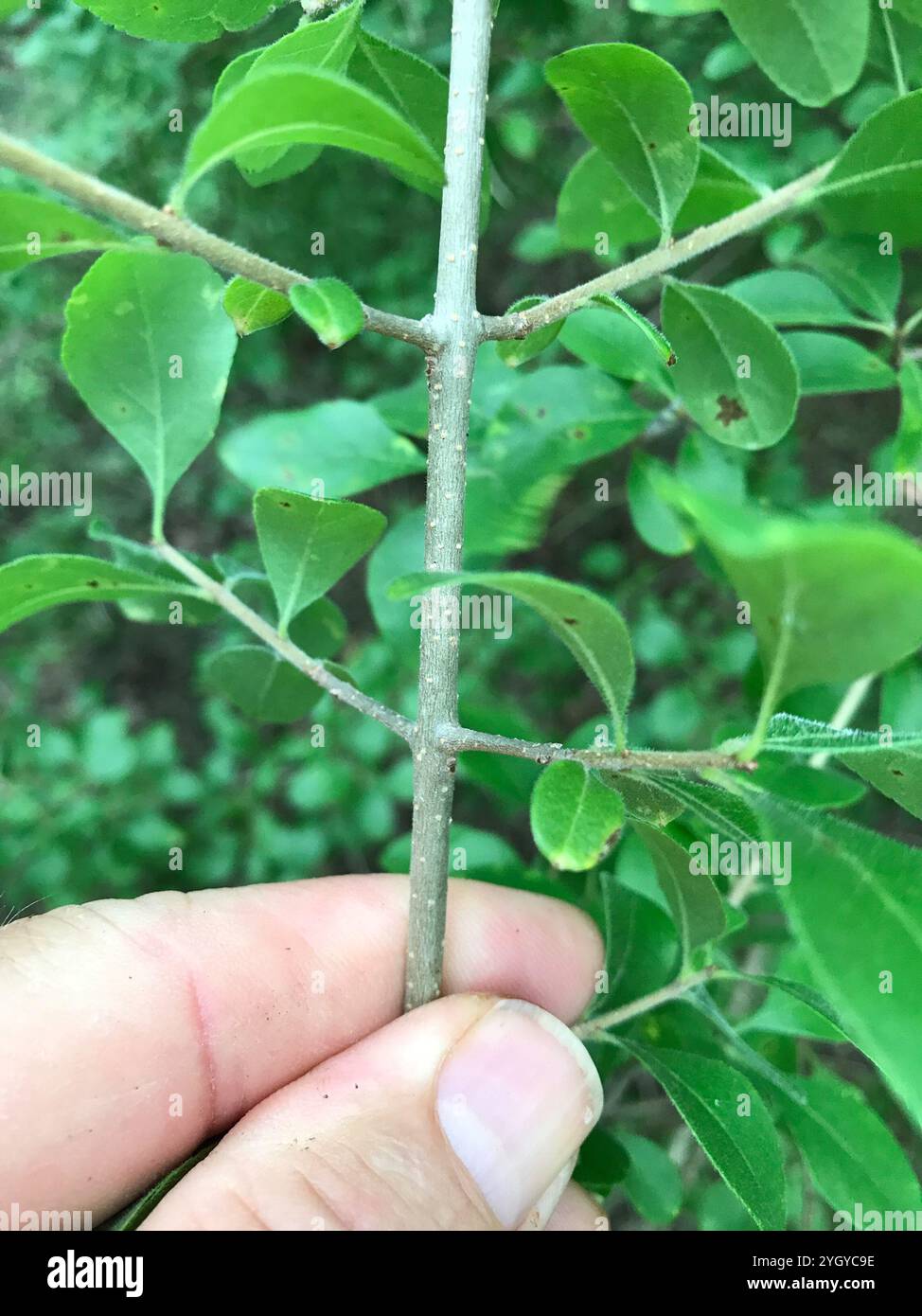 Stretchberry (Forestiera pubescens Stock Photo - Alamy