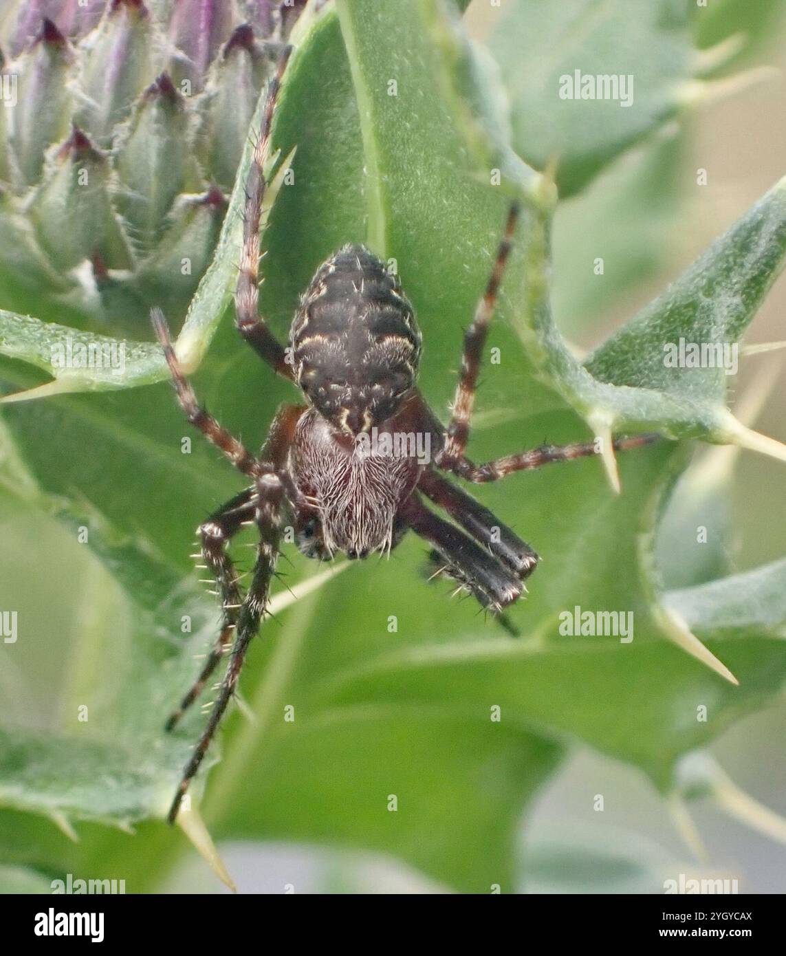 Furrow Spiders (Larinioides Stock Photo - Alamy