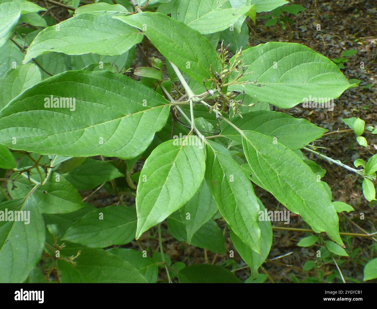 silky dogwood (Cornus amomum Stock Photo - Alamy