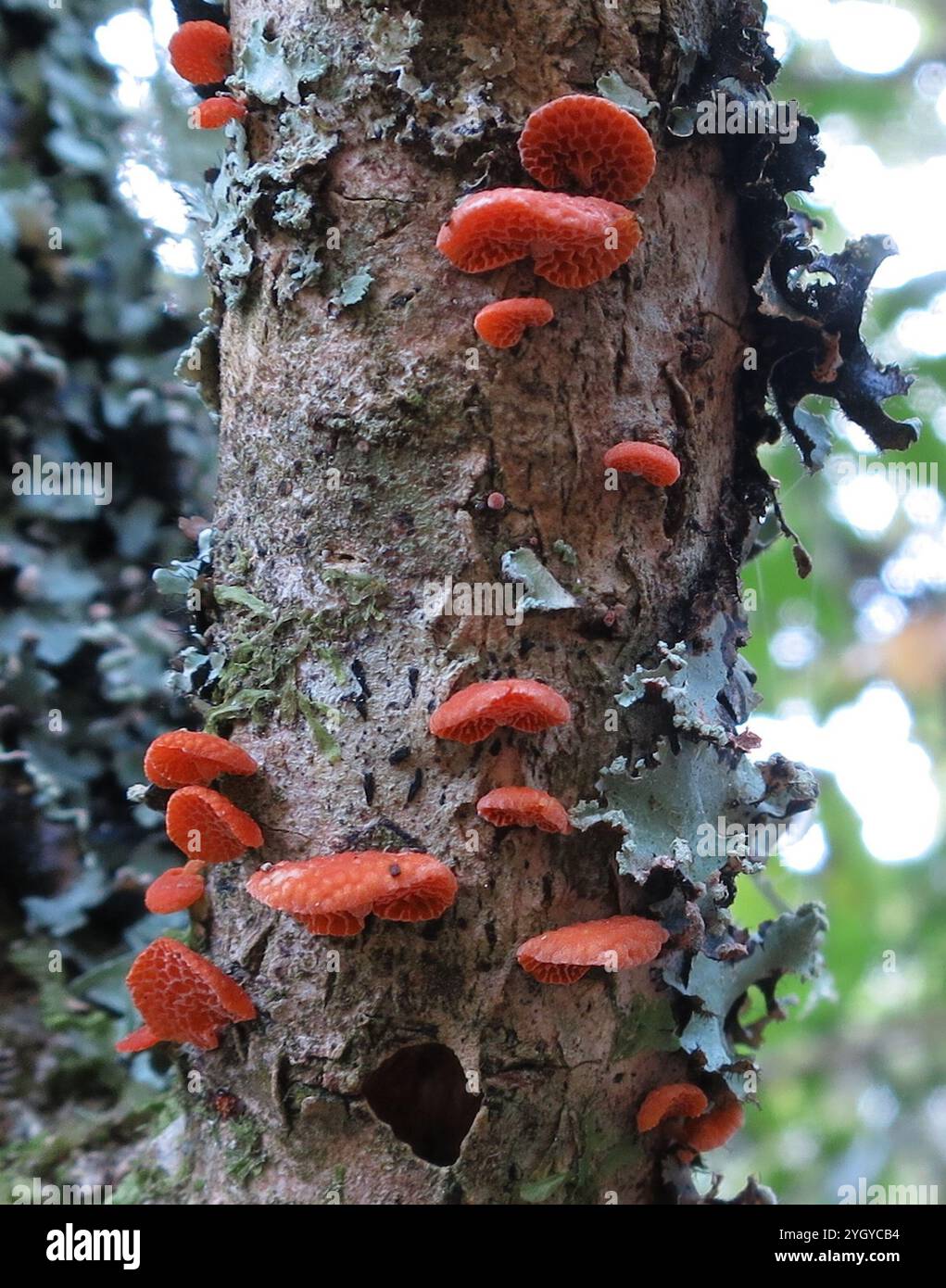 orange pore fungus (Favolaschia claudopus Stock Photo - Alamy