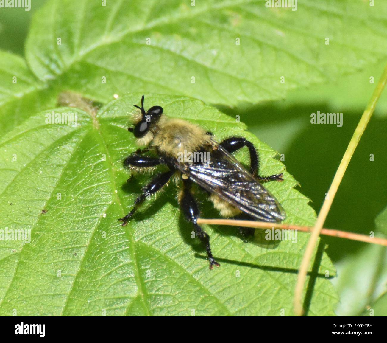Posticata hi-res stock photography and images - Alamy