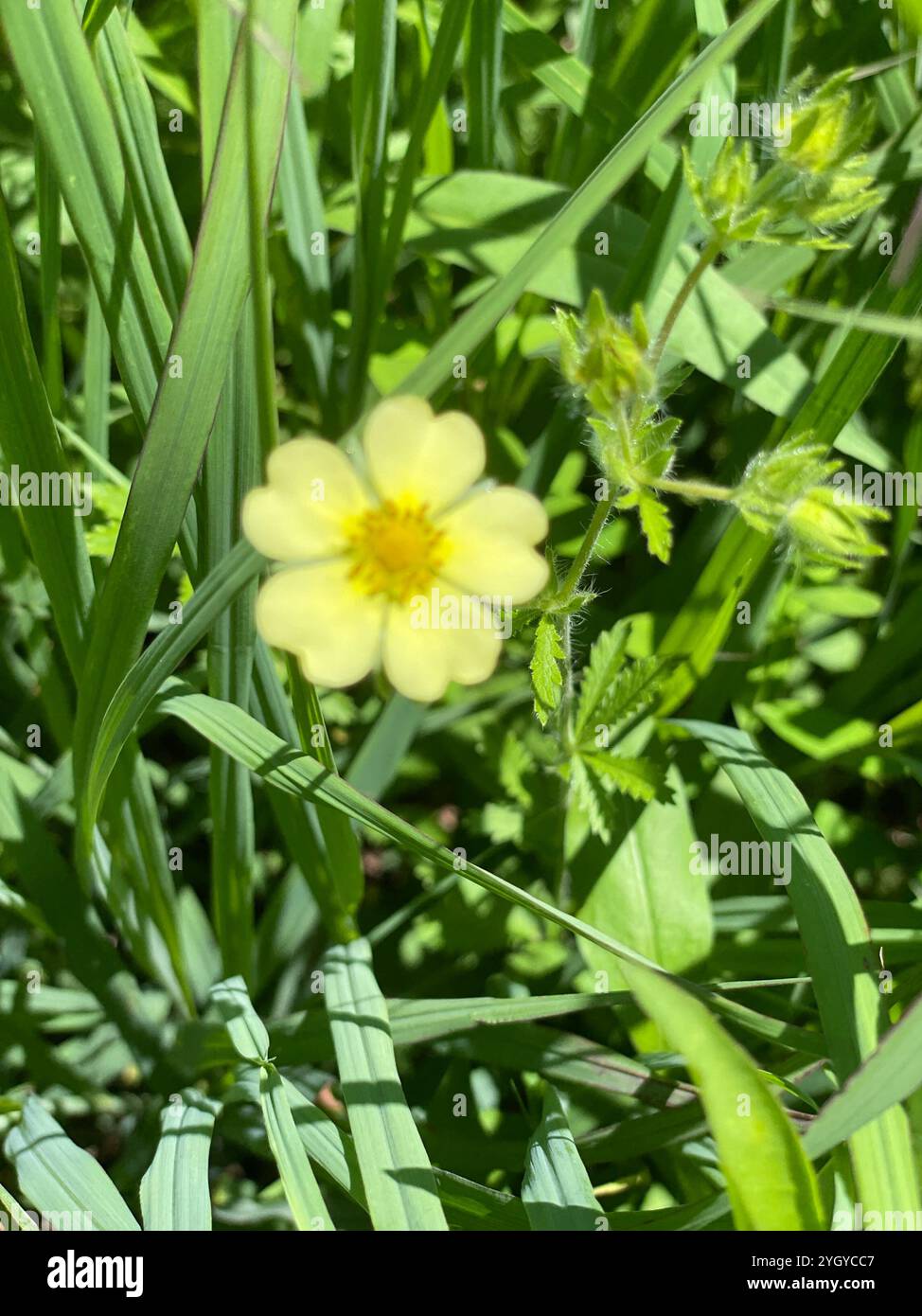 sulphur cinquefoil (Potentilla recta Stock Photo - Alamy