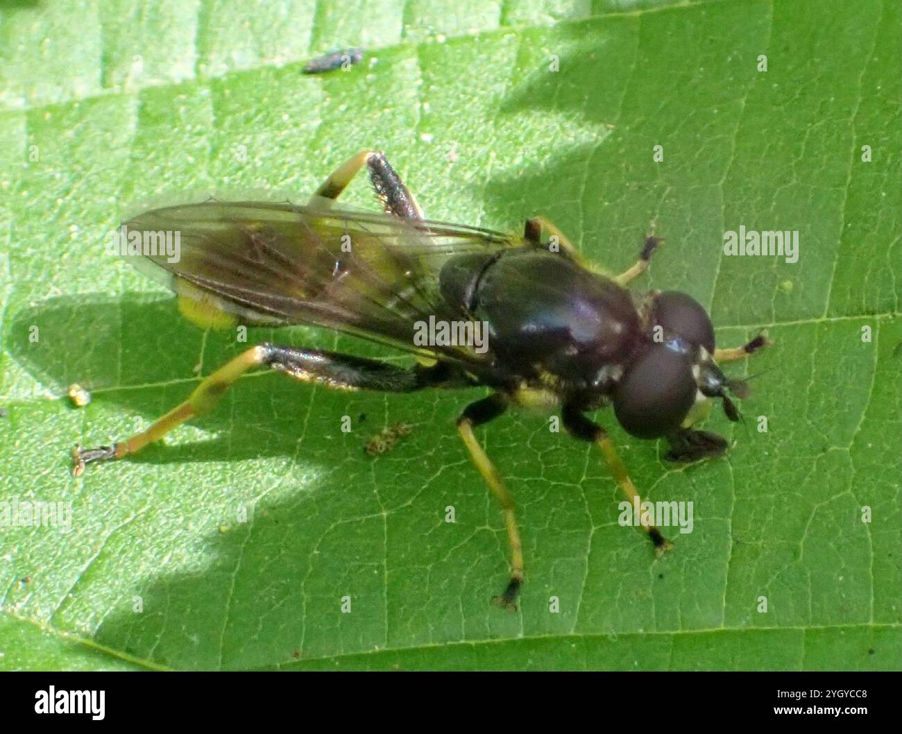 Golden-tailed Leafwalker (Xylota sylvarum Stock Photo - Alamy