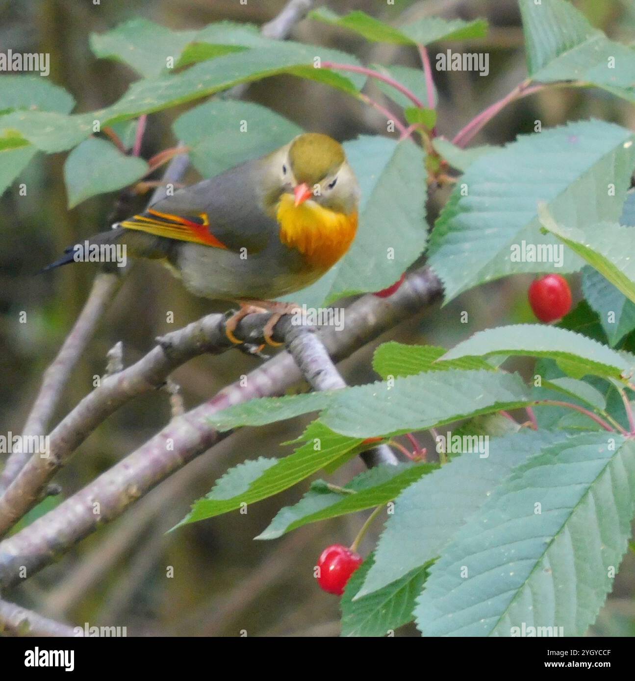 Red-billed Leiothrix (Leiothrix lutea Stock Photo - Alamy