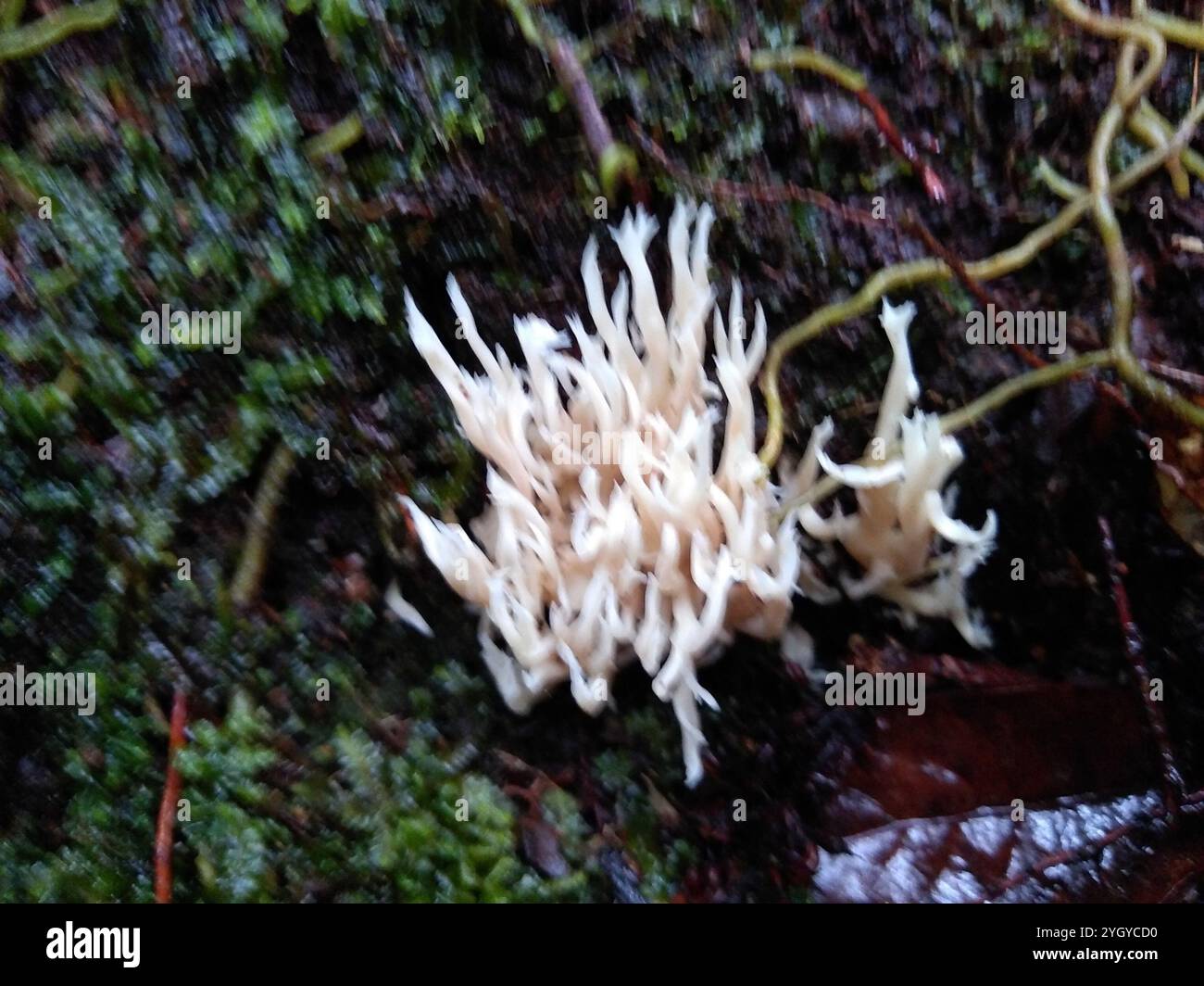 antler and spindle fungi (Clavariaceae Stock Photo - Alamy