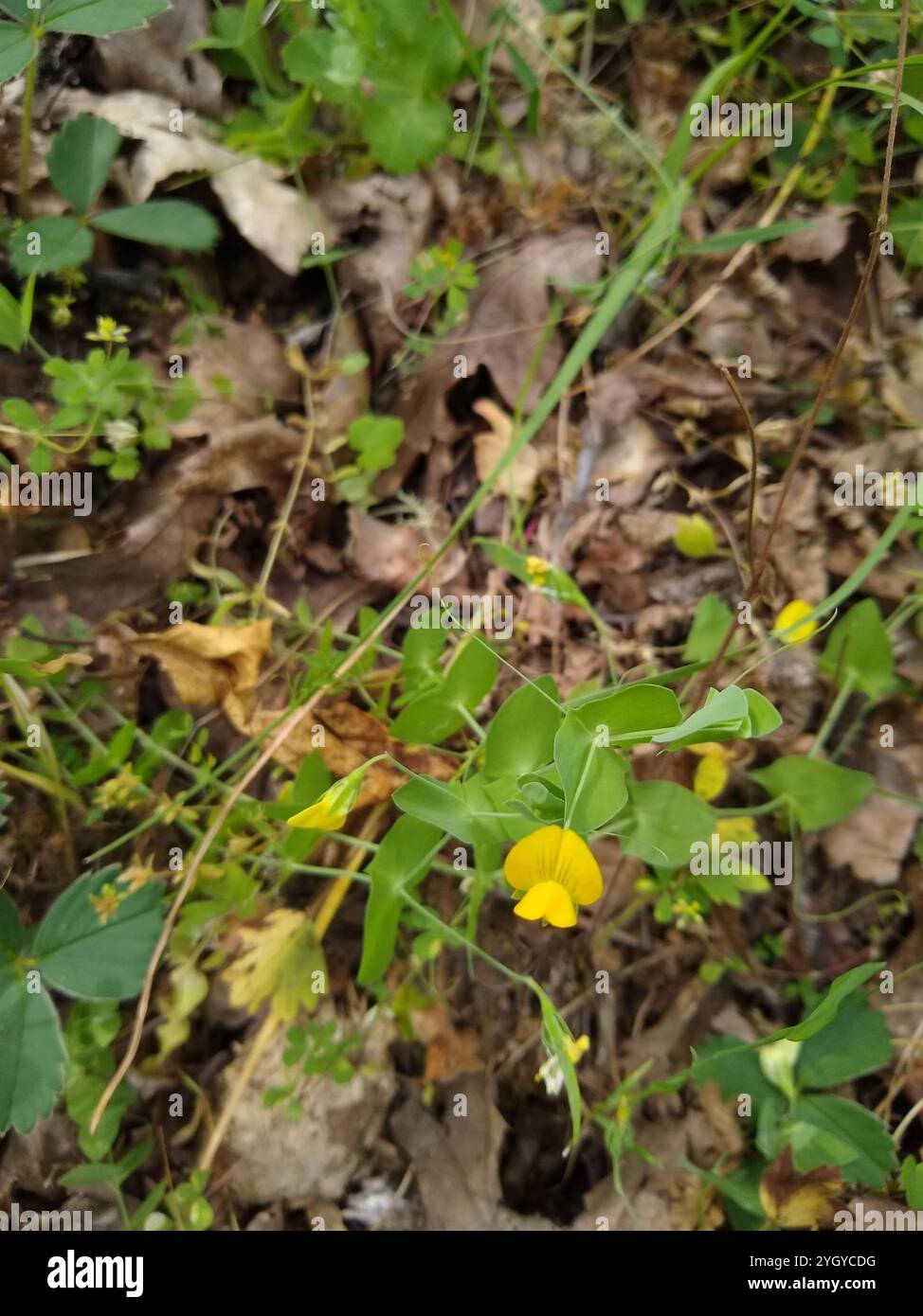 Yellow vetchling lathyrus aphaca hi-res stock photography and images ...