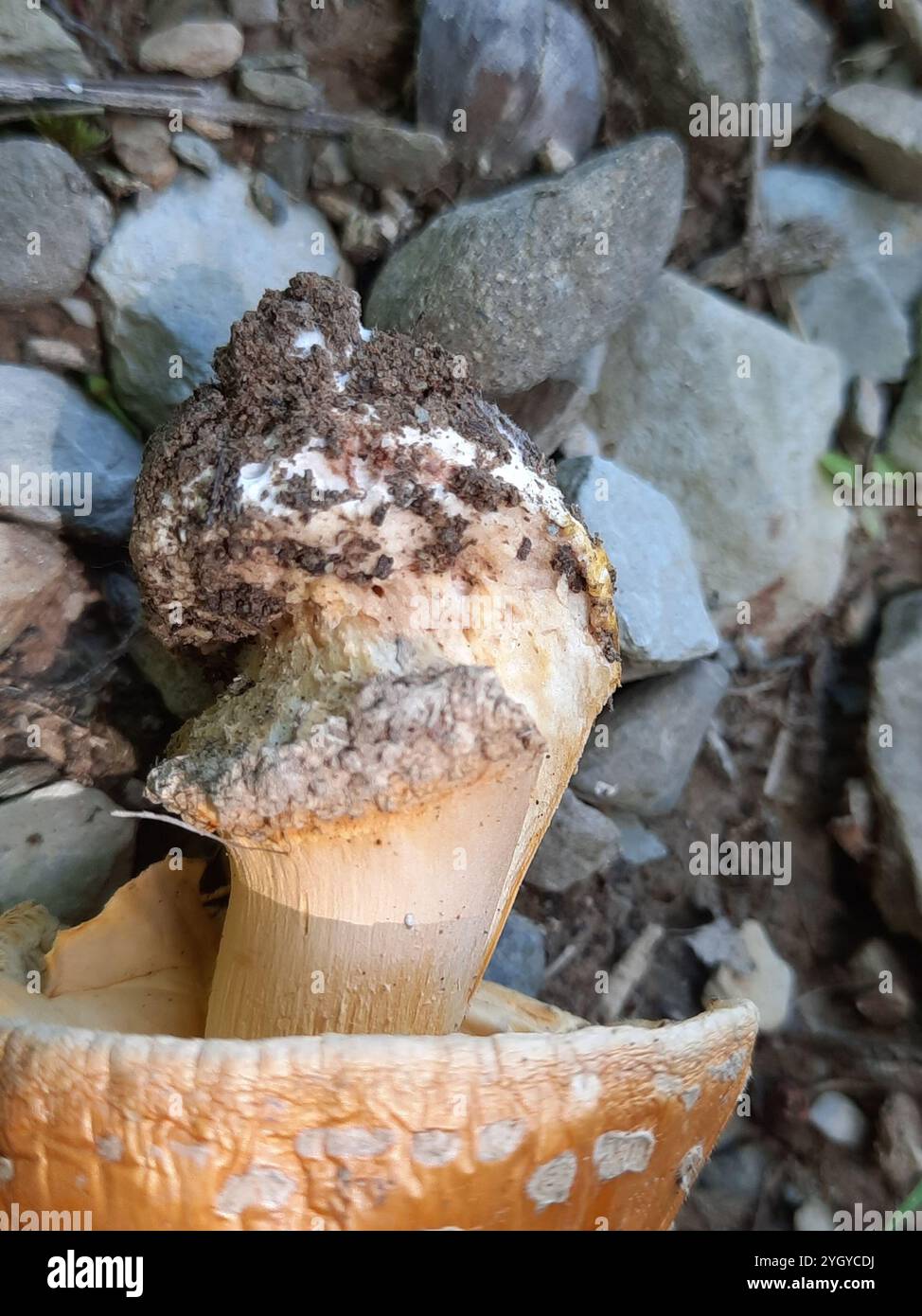 Yellow Patches (Amanita flavoconia Stock Photo - Alamy