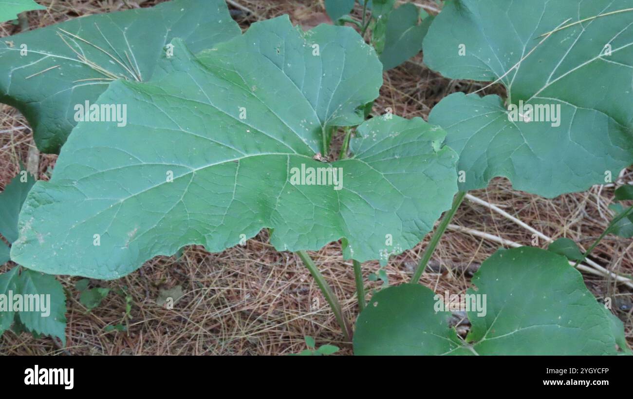 lesser burdock (Arctium minus Stock Photo - Alamy