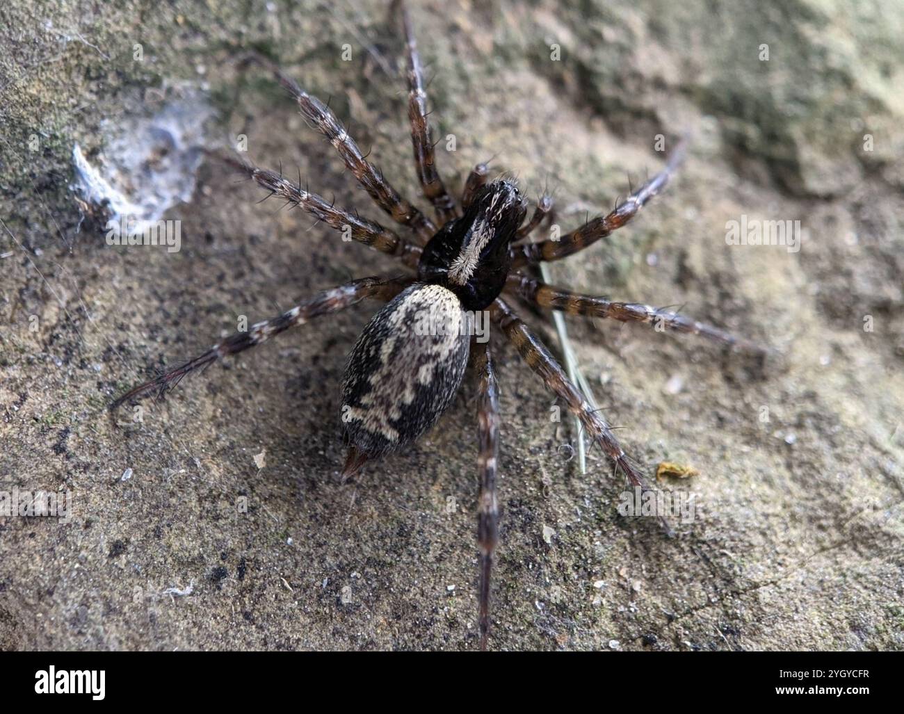 Toothed Weaver (Textrix denticulata Stock Photo - Alamy