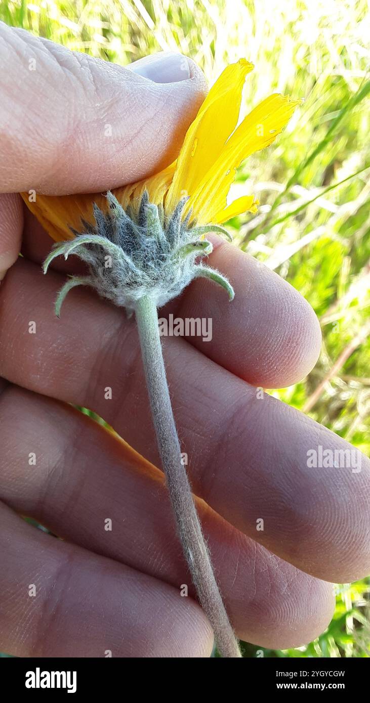 Balsamorhiza incana hi-res stock photography and images - Alamy