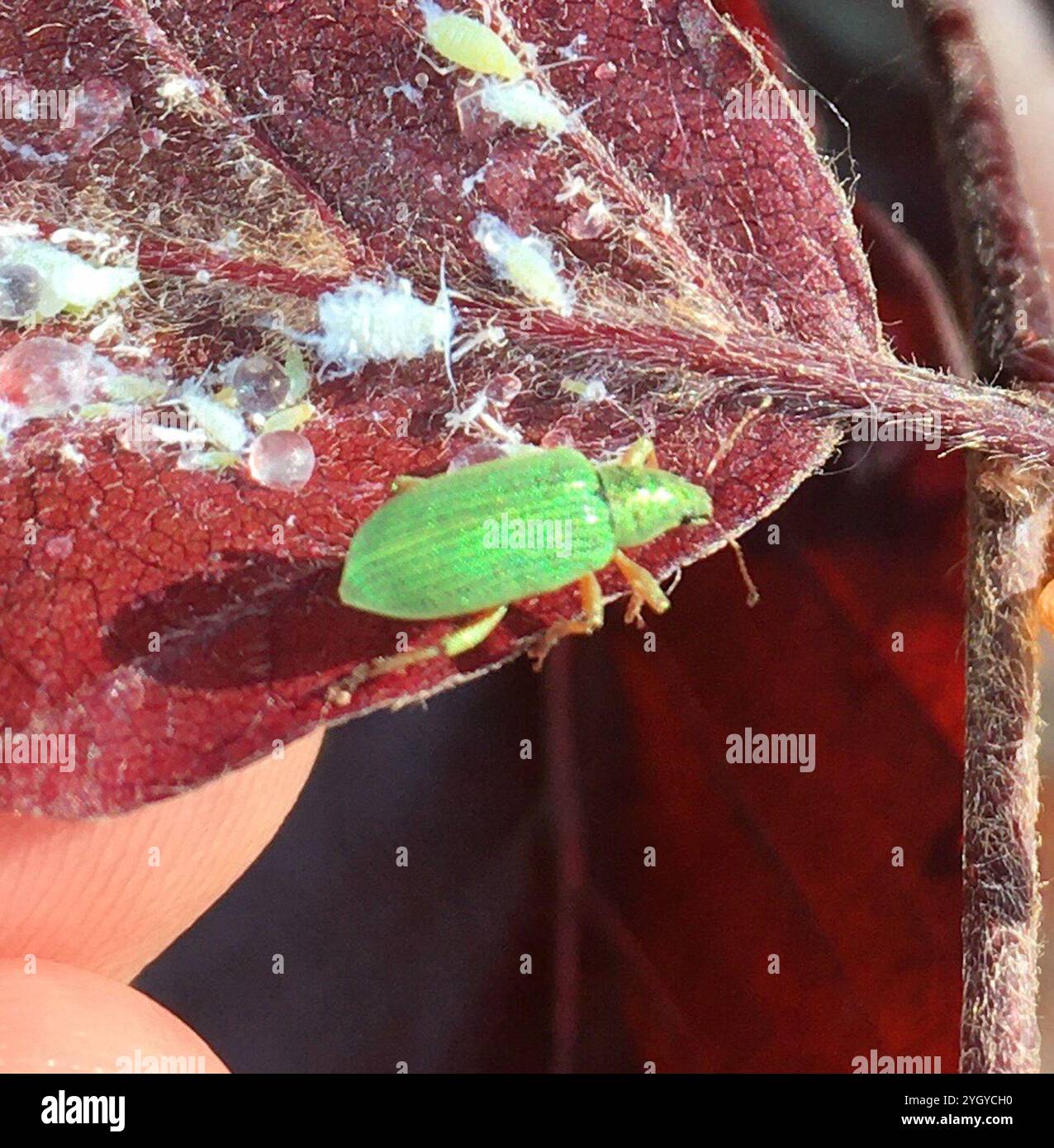 Green Immigrant Leaf Weevil (Polydrusus formosus Stock Photo - Alamy