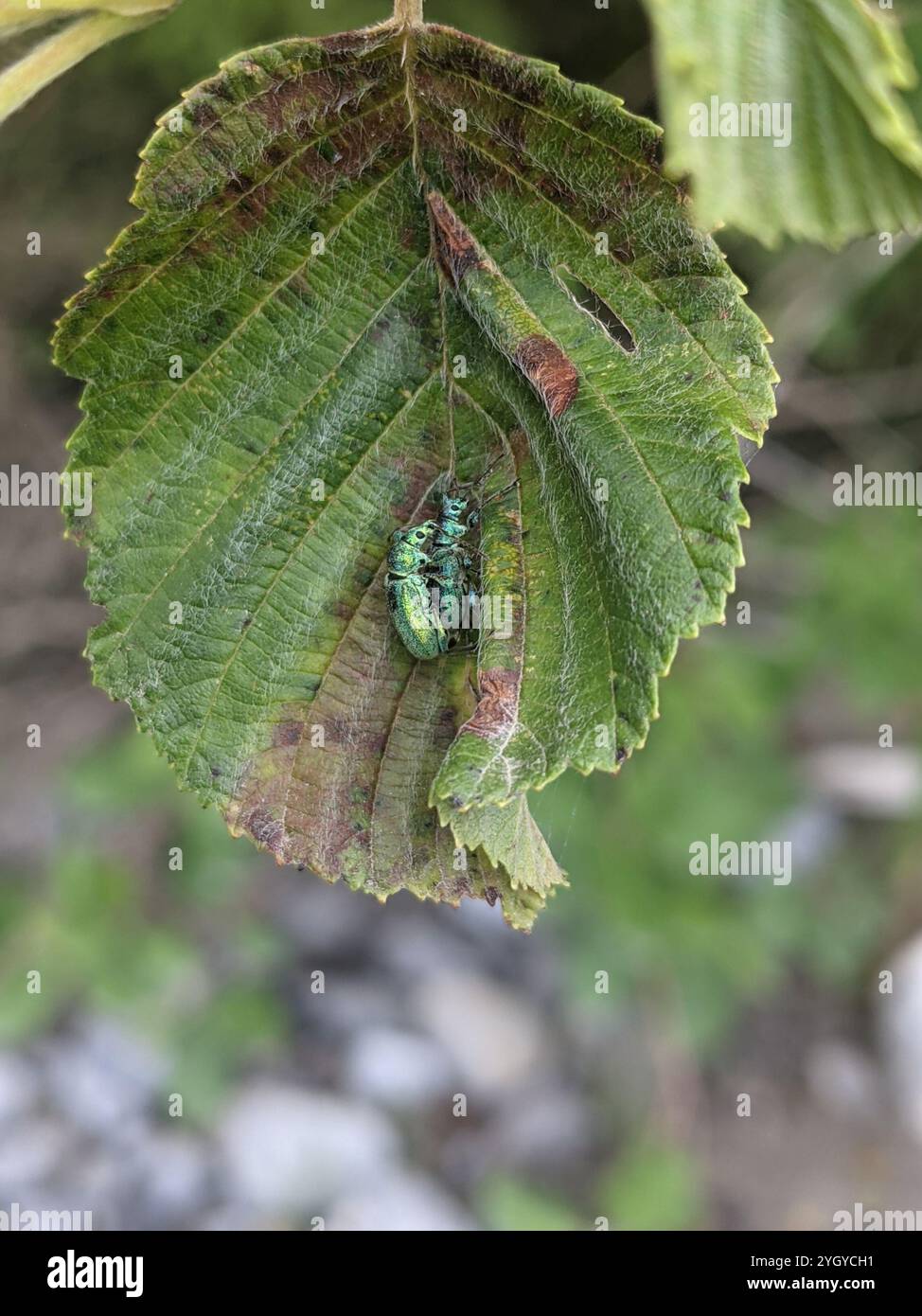 Broad-nosed Weevils (Entiminae Stock Photo - Alamy
