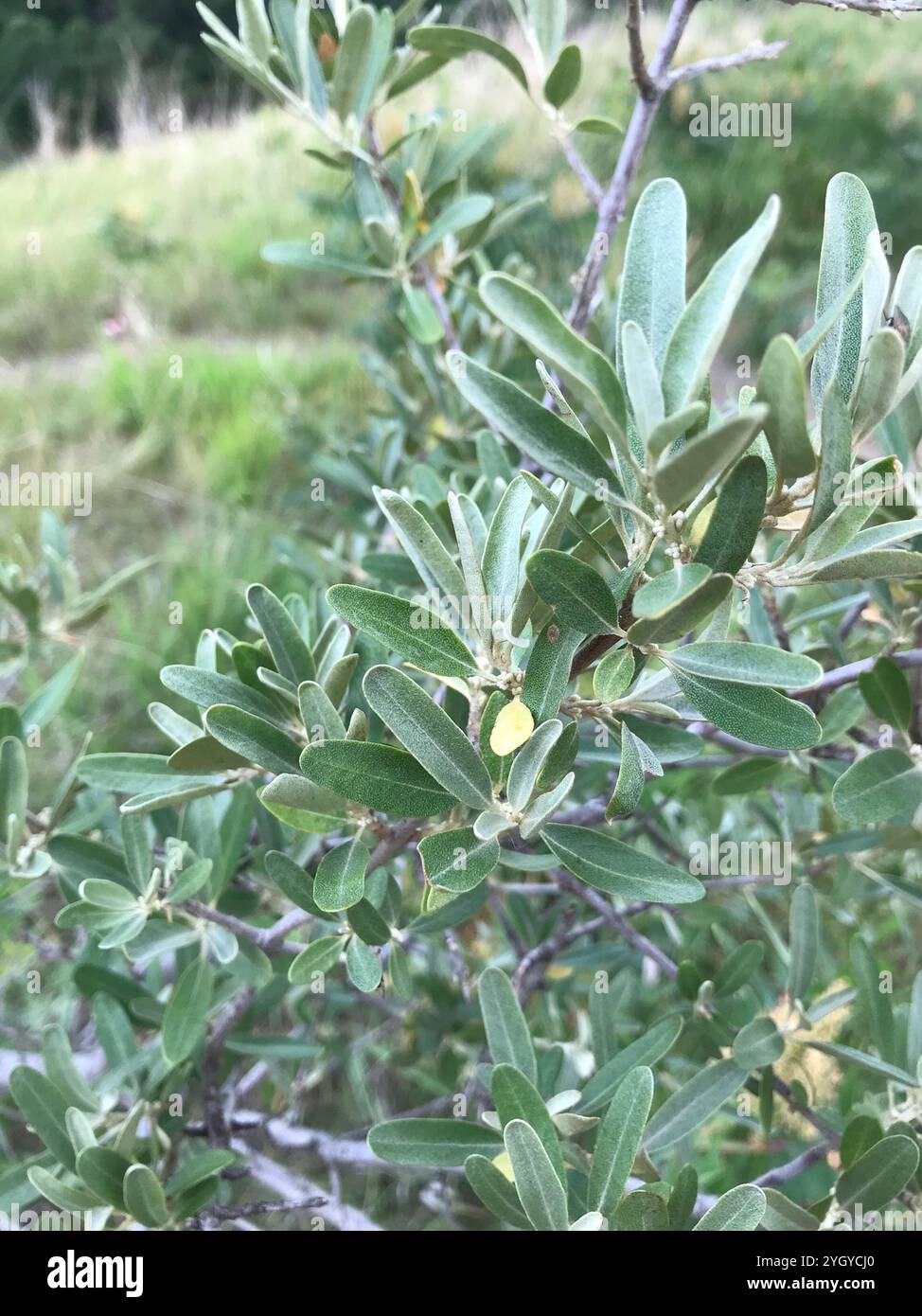 silver buffaloberry (Shepherdia argentea Stock Photo - Alamy